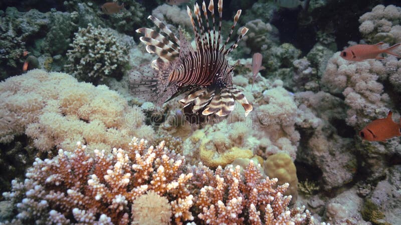 African Lionfish on Coral Reef Stock Video - Video of african, nature ...