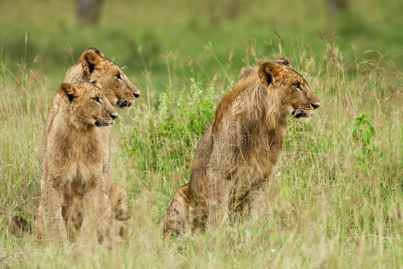 Lioness and four cubs stock photo. Image of mammiferi - 7415894
