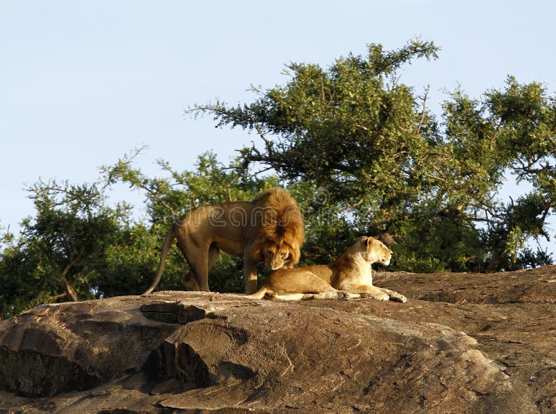 African Lions stock image. Image of pride, lion, animal - 24684793