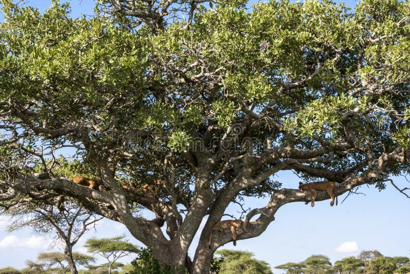 Lion in Tree South Africa stock photo. Image of wildlife - 39424996