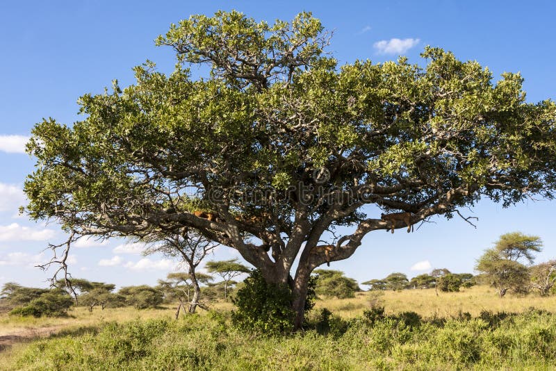 Lion in Tree South Africa stock photo. Image of wildlife - 39424996