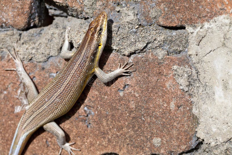 African lizard stock photo. Image of reptile, nature - 20872386