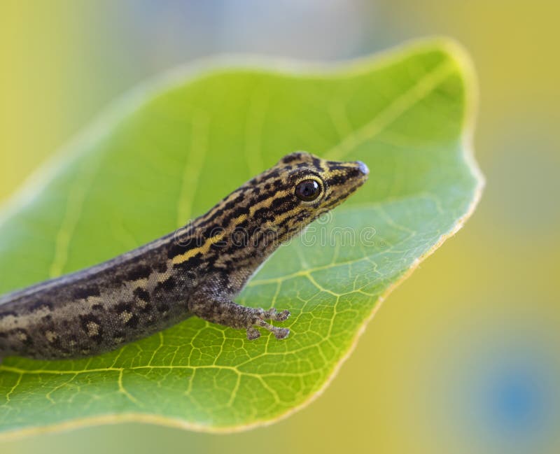 African lizard stock image. Image of focus, background - 84562603