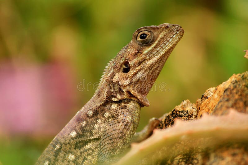 African lizard stock image. Image of lizard, animals - 33673903