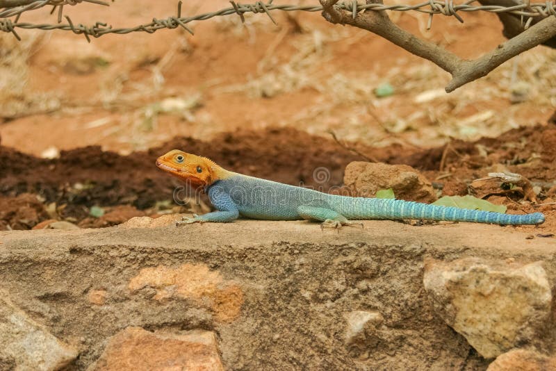 African lizard stock image. Image of people, boat, lizard - 88647449
