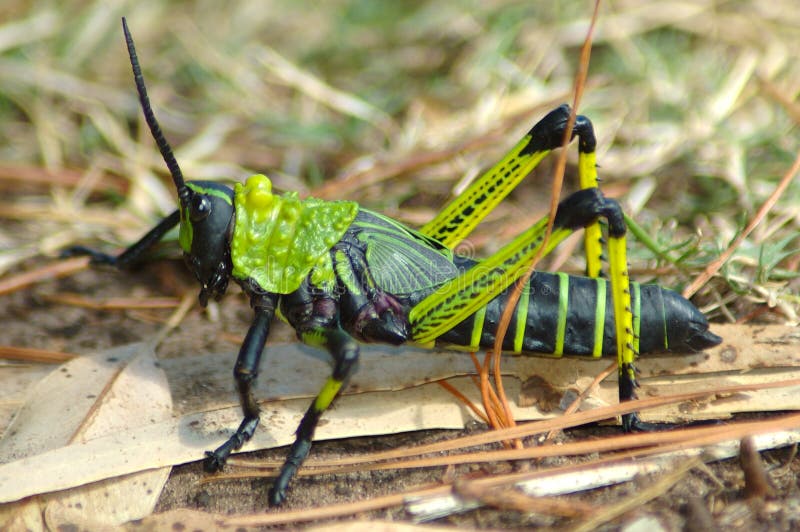 African locust stock photo. Image of africa, grasshopper - 1774648