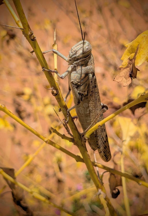 African locust on a bush stock photo. Image of flower - 369447028