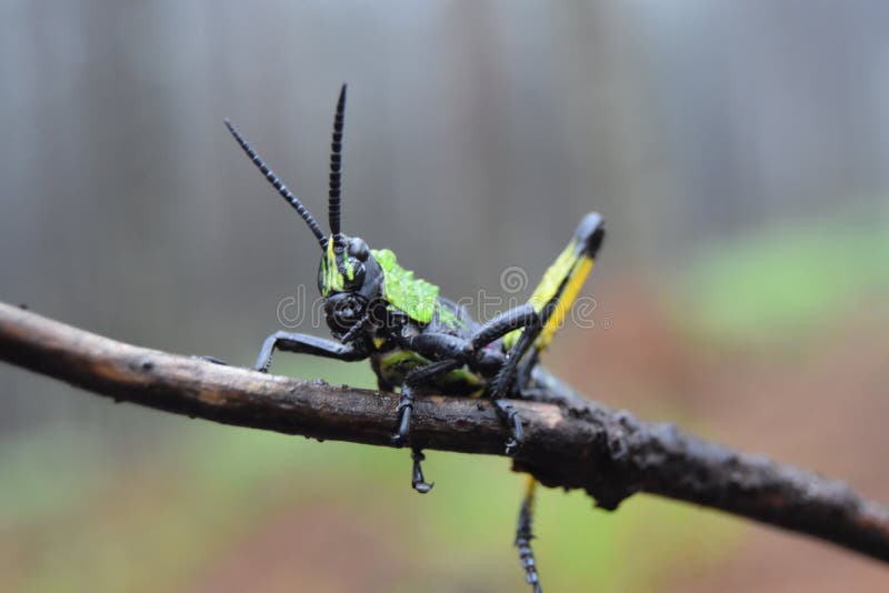African Locust Macro Portrait Colours Stock Photo - Image of portrait ...