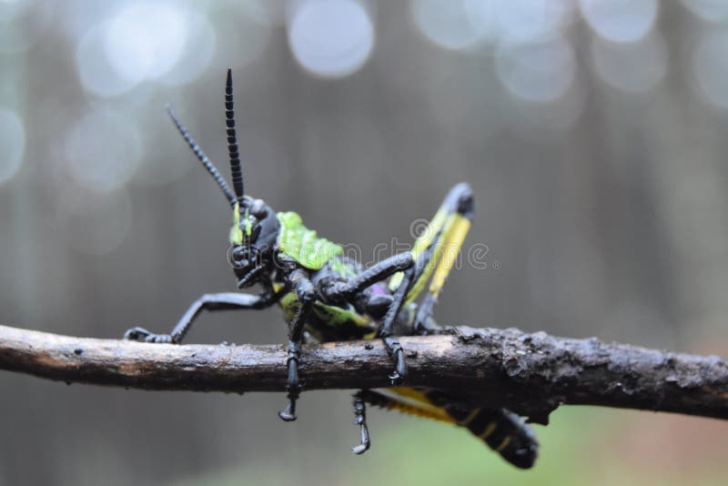 African Locust Portrait Colours Stock Photos - Free & Royalty-Free ...