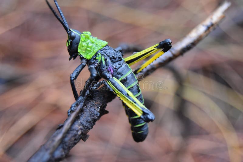 African Locust Macro Portrait Colours Stock Photo - Image of locust ...