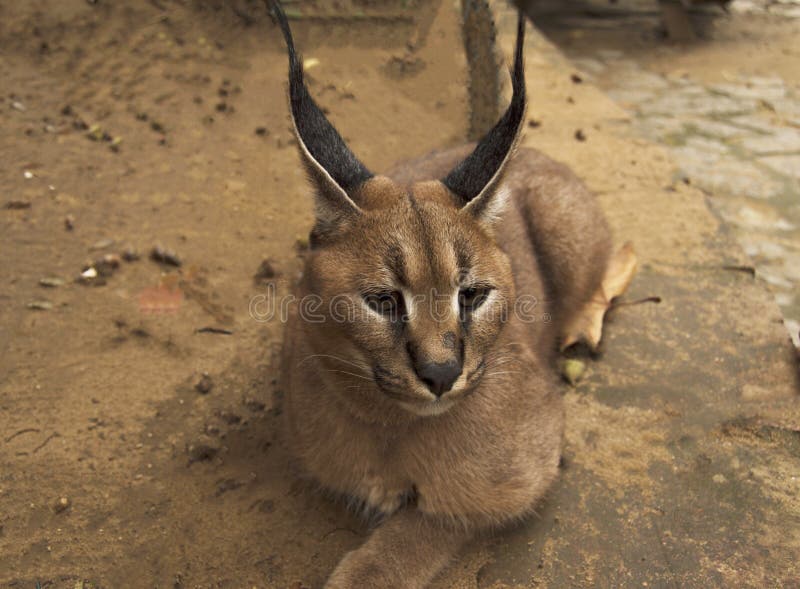 African lynx cat caracal stock image. Image of portrait - 83538489