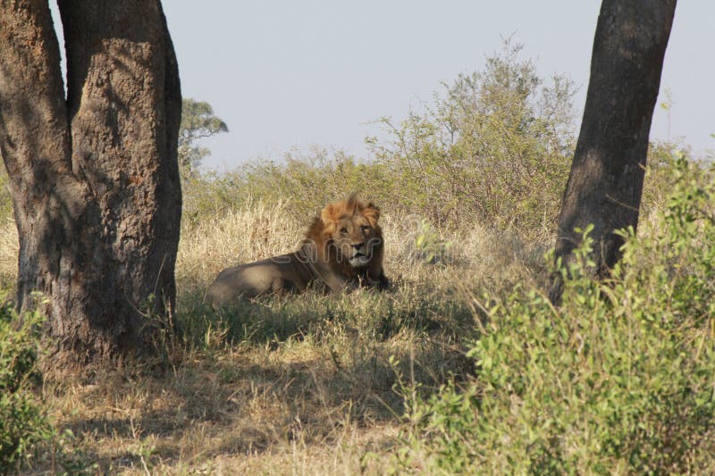 African lion under tree stock photo. Image of shade - 337079596