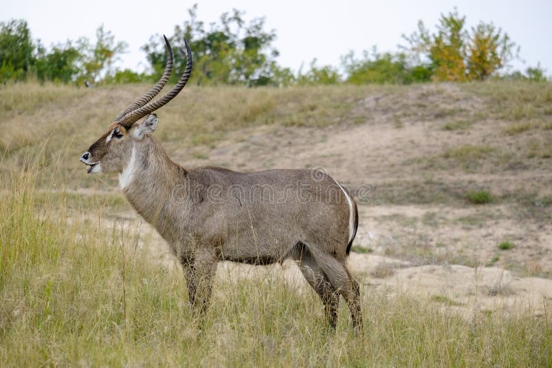 African Male Waterbuck Showing Off in the Wild Stock Photo - Image of ...