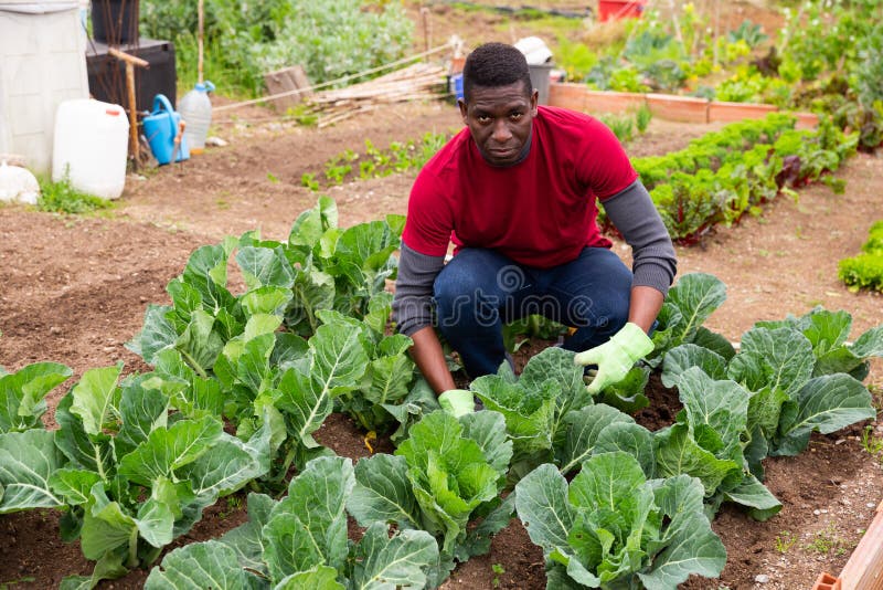 African Man Controlling Growing Cabbage Stock Image - Image of young ...