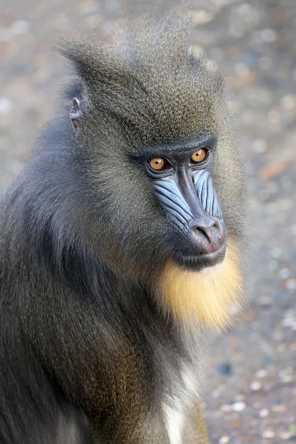 African Mandrill (Mandrillus Sphinx) Ape Stock Photo - Image of cute ...