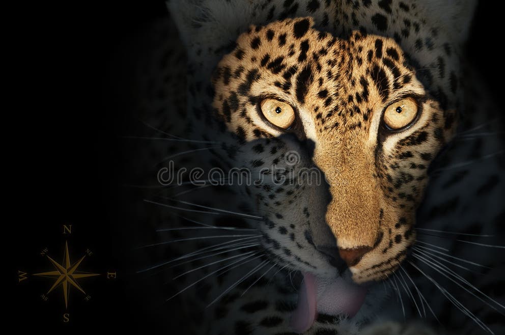 African map on leopard stock illustration. Illustration of leopard ...