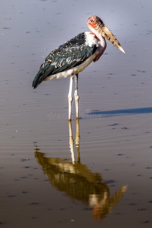 African Marabou in the Amboseli National Park Stock Photo - Image of crumeniferus, black: 259727072