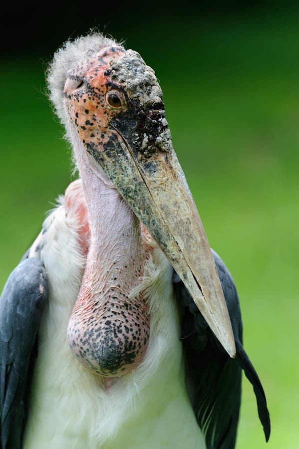 African stork stock photo. Image of animal, nature, stork - 25363604