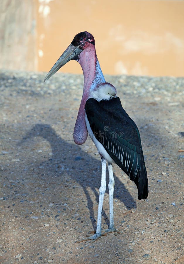 African Marabou stork stock photo. Image of crumeniferus - 58929200