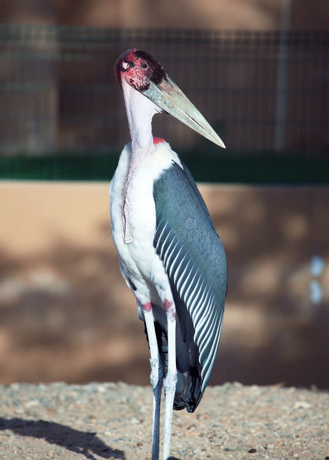 African Marabou stork stock photo. Image of blue, leptoptilos - 58929644