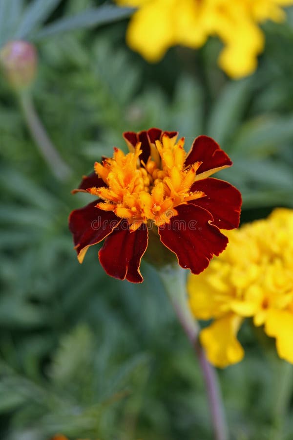 African Marigold Kees Orange Stock Image - Image of erecta, close ...