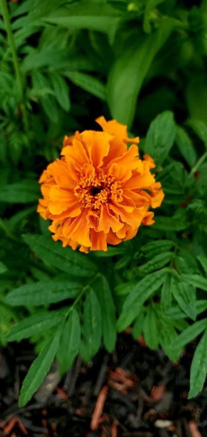 African Marigold Kees Orange Stock Image - Image of erecta, close ...