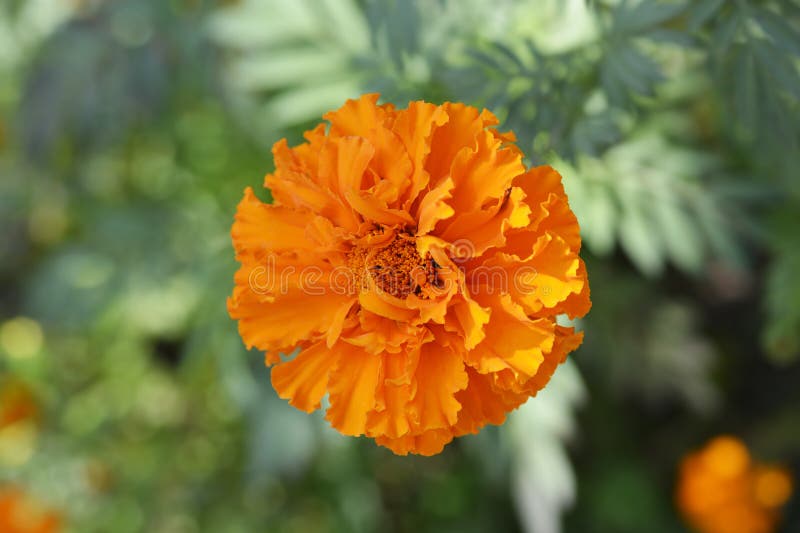 African Marigold Kees Orange Stock Image - Image of erecta, close ...