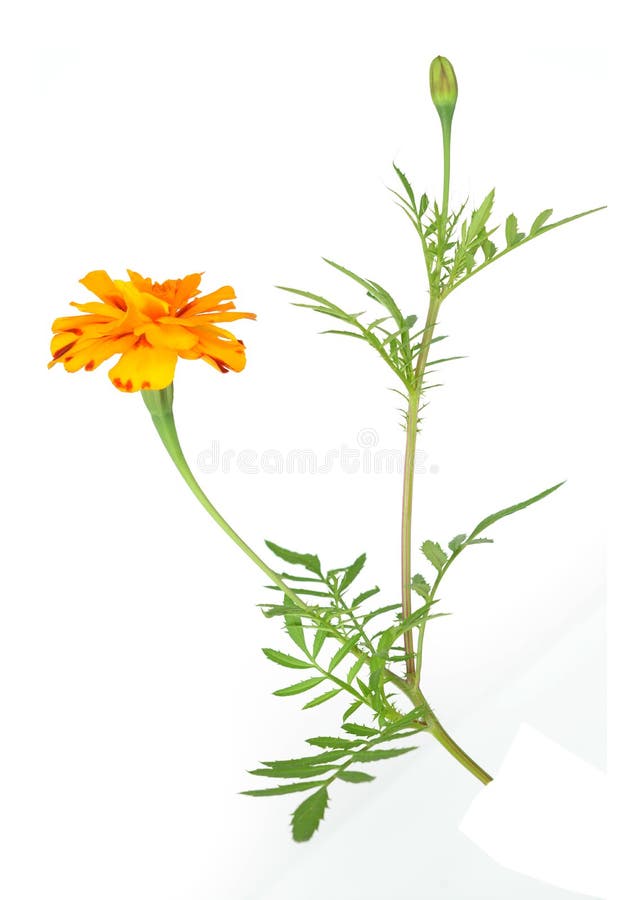 African Marigold stock photo. Image of marigold, plant - 45504370