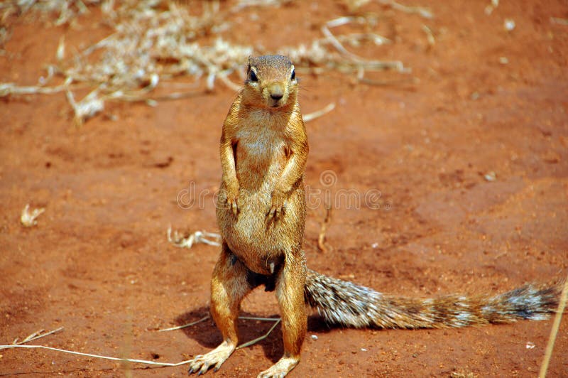 African Meerkat on Rock Prairie Rat Squirrel Stock Photo - Image of ...