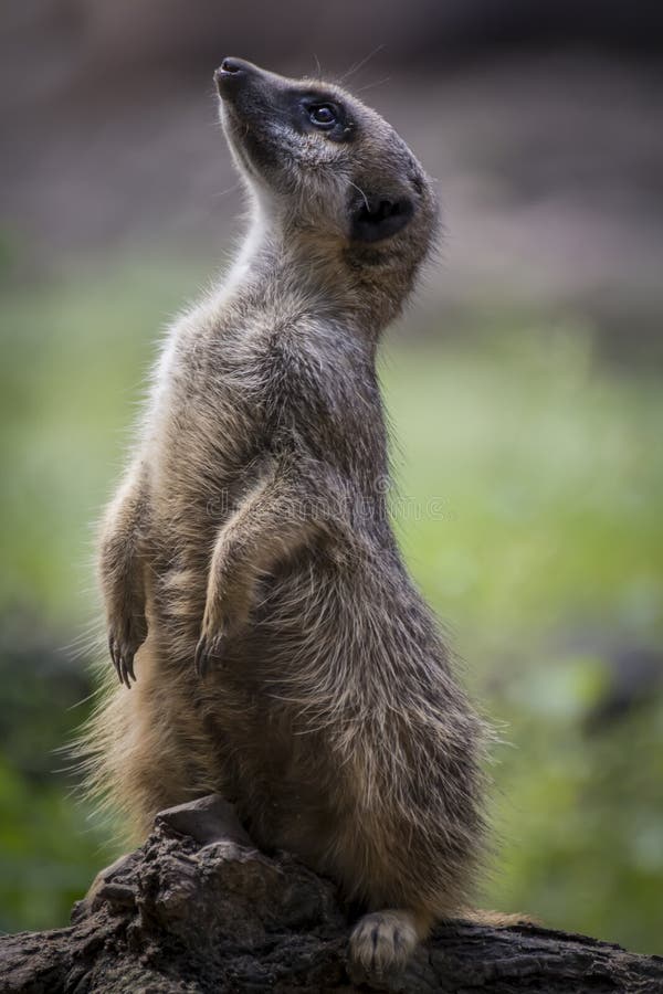 African Meerkat on Rock Prairie Rat Squirrel Stock Photo - Image of ...