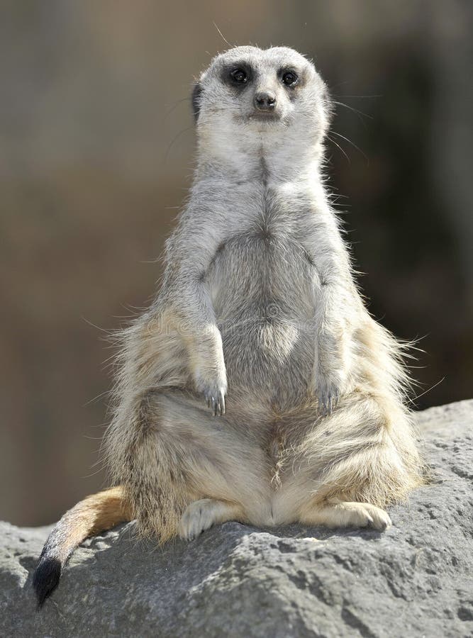 African Meerkat on Rock Prairie Rat Squirrel Stock Photo - Image of ...