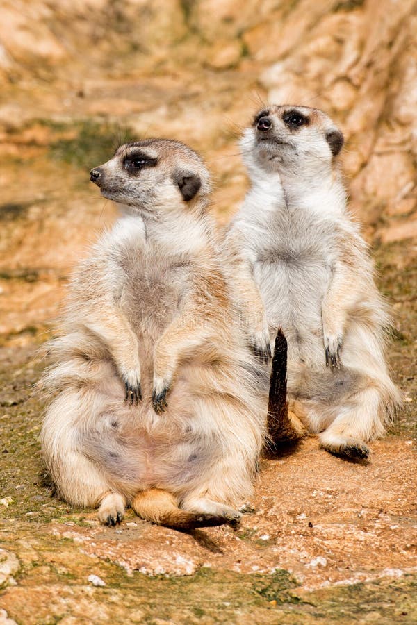 African Meerkats Portrait while Fighting Stock Photo - Image of african ...