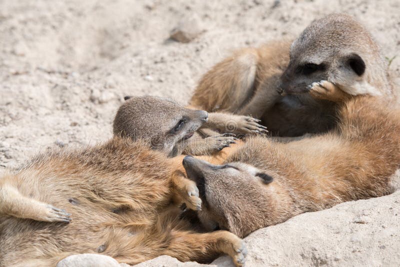African Meerkats Looking at You Stock Photo - Image of mother, snout ...