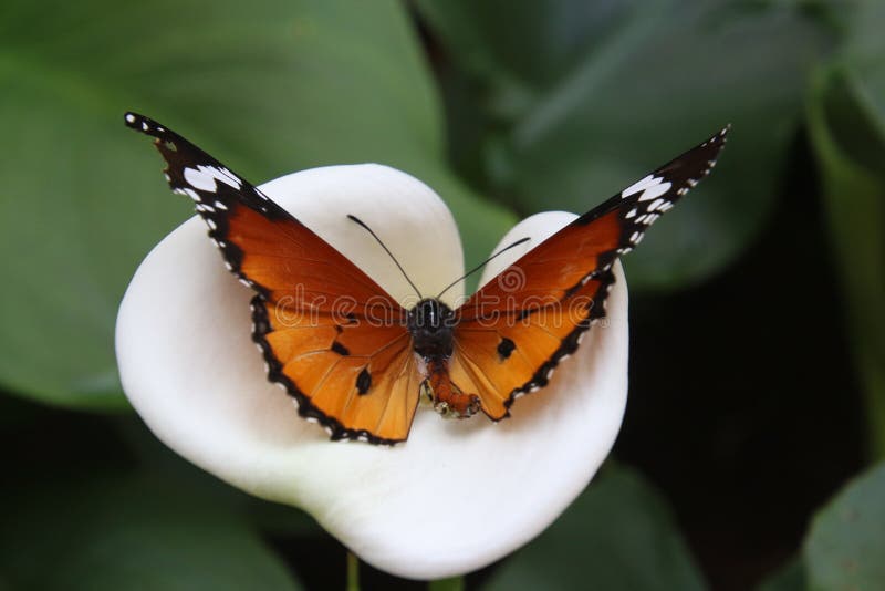 African Monarch Butterfly on White Calla Lily Flower Stock Image ...