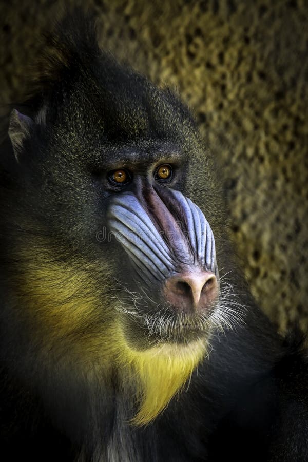 Mandrill stock photo. Image of gray, buckskinman, baboon - 112229566