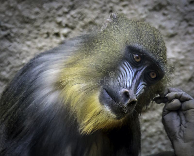 Mandrill stock image. Image of baboon, gabon, male, large - 112229593