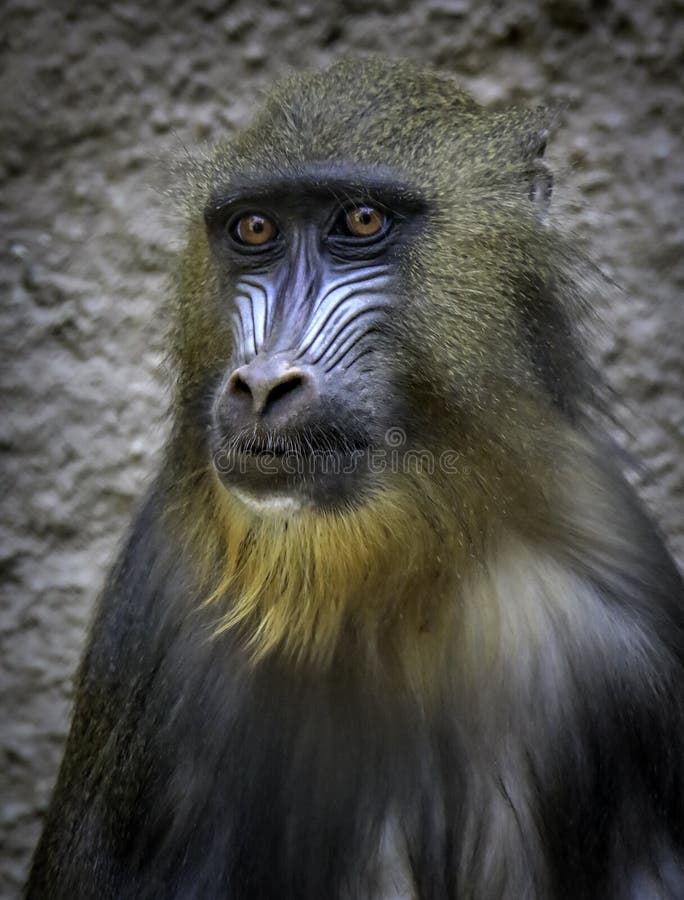 Mandrill stock photo. Image of african, detail, gabon - 112229618