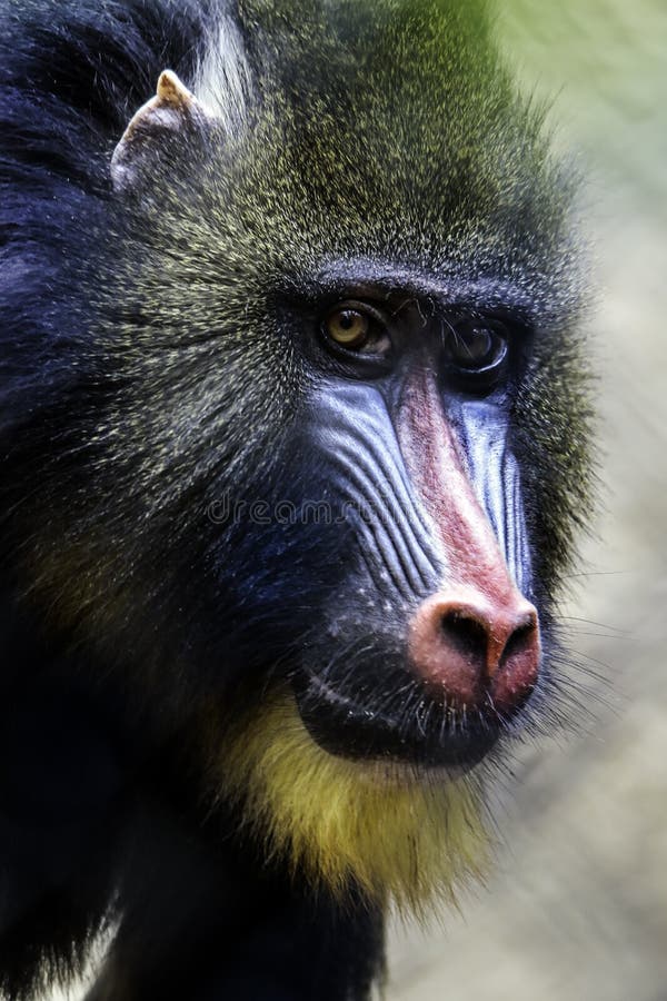 Mandrill stock photo. Image of largest, colors, expression - 112229674