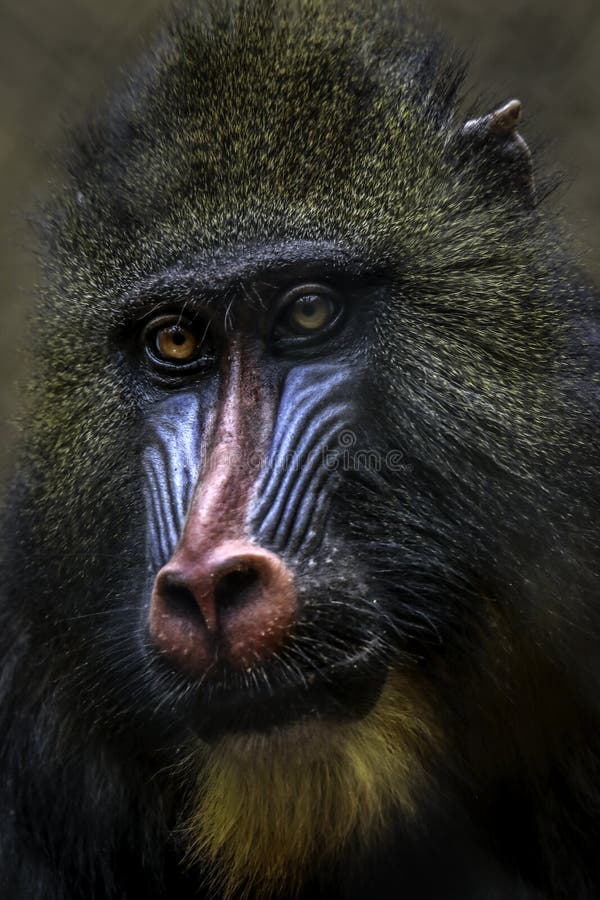 Mandrill stock image. Image of colorful, guinea, distinctive - 112229877
