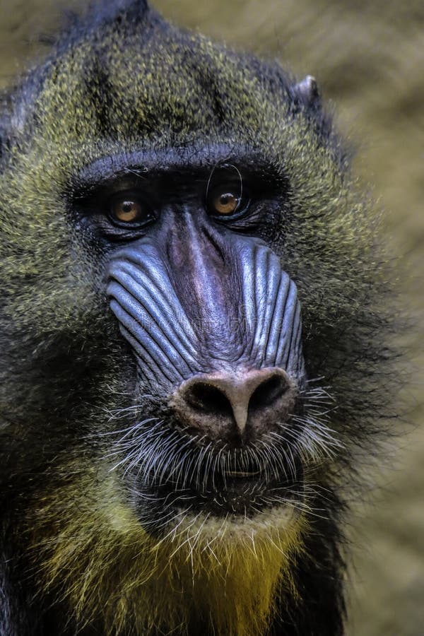 Mandrill stock photo. Image of congo, mandrill, detail - 112230362