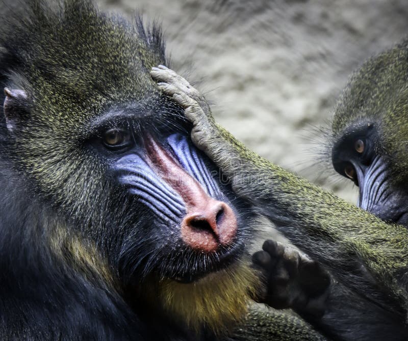 Mandrill stock image. Image of mandrill, colorful, dark - 112230401