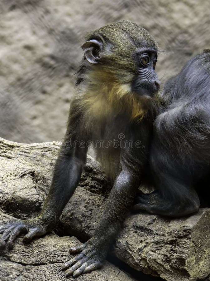 Mandrill Baby with Its Parent Stock Image - Image of mandrillus, nature ...
