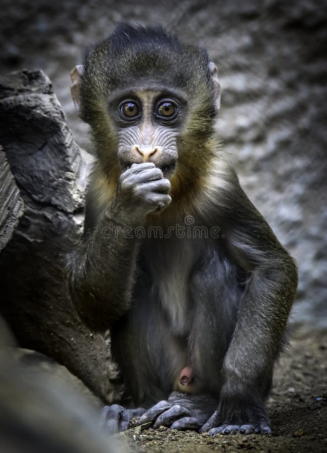 Mandrill Baby with Its Parent Stock Image - Image of mandrillus, nature ...