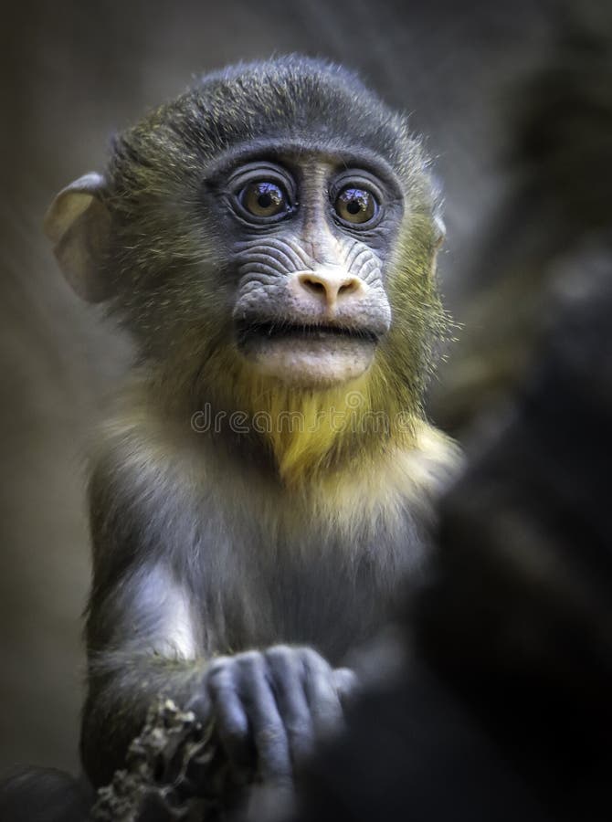 Mandrill baby stock image. Image of beard, largest, cheeks - 112230239