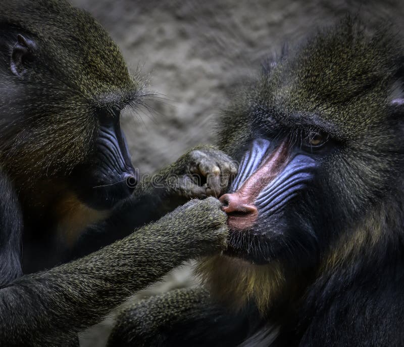 154 Mandrills Photos - Free & Royalty-Free Stock Photos from Dreamstime