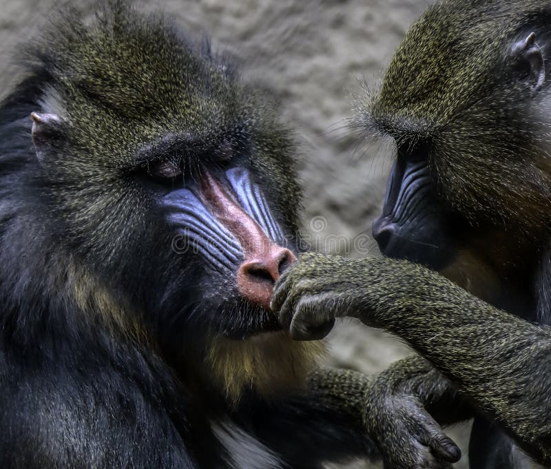 180 Mandrills Stock Photos - Free & Royalty-Free Stock Photos from ...