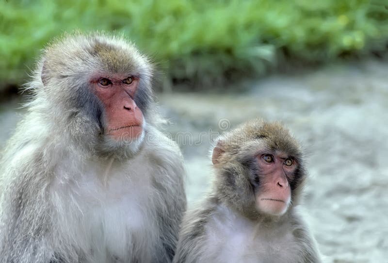 African monkeys clkose up stock photo. Image of kenya - 200635510
