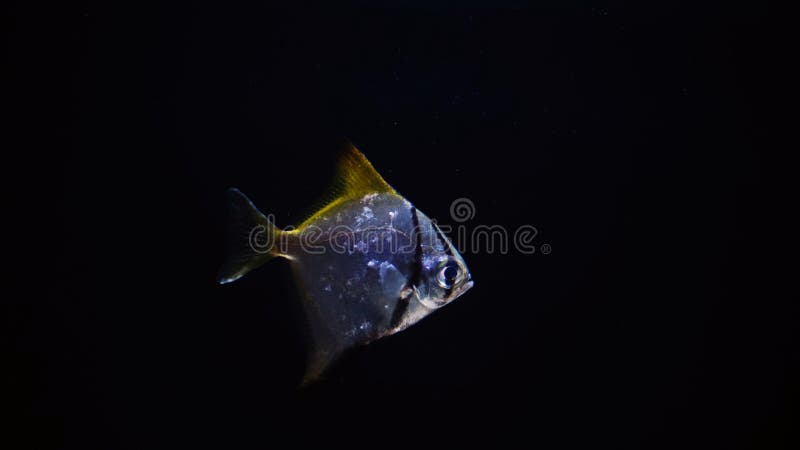 African Moony (Monodactylus Sebae) Saltwater Aquarium Fish Stock Image ...