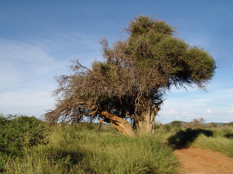 African Mopipi tree stock image. Image of picturesque, outside - 754593