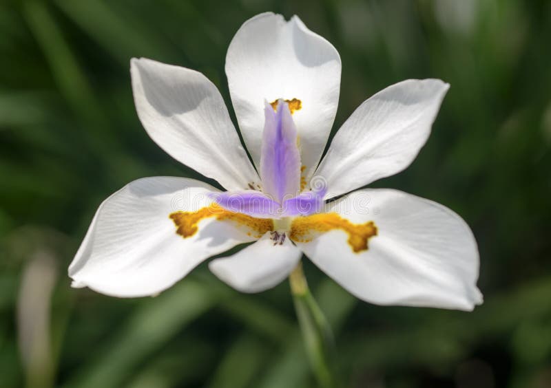 Purple Morea Stock Photos - Free & Royalty-Free Stock Photos from ...